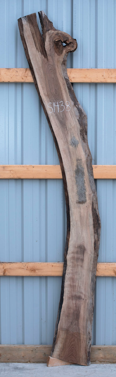 Black Walnut - S1438 – EverWoods